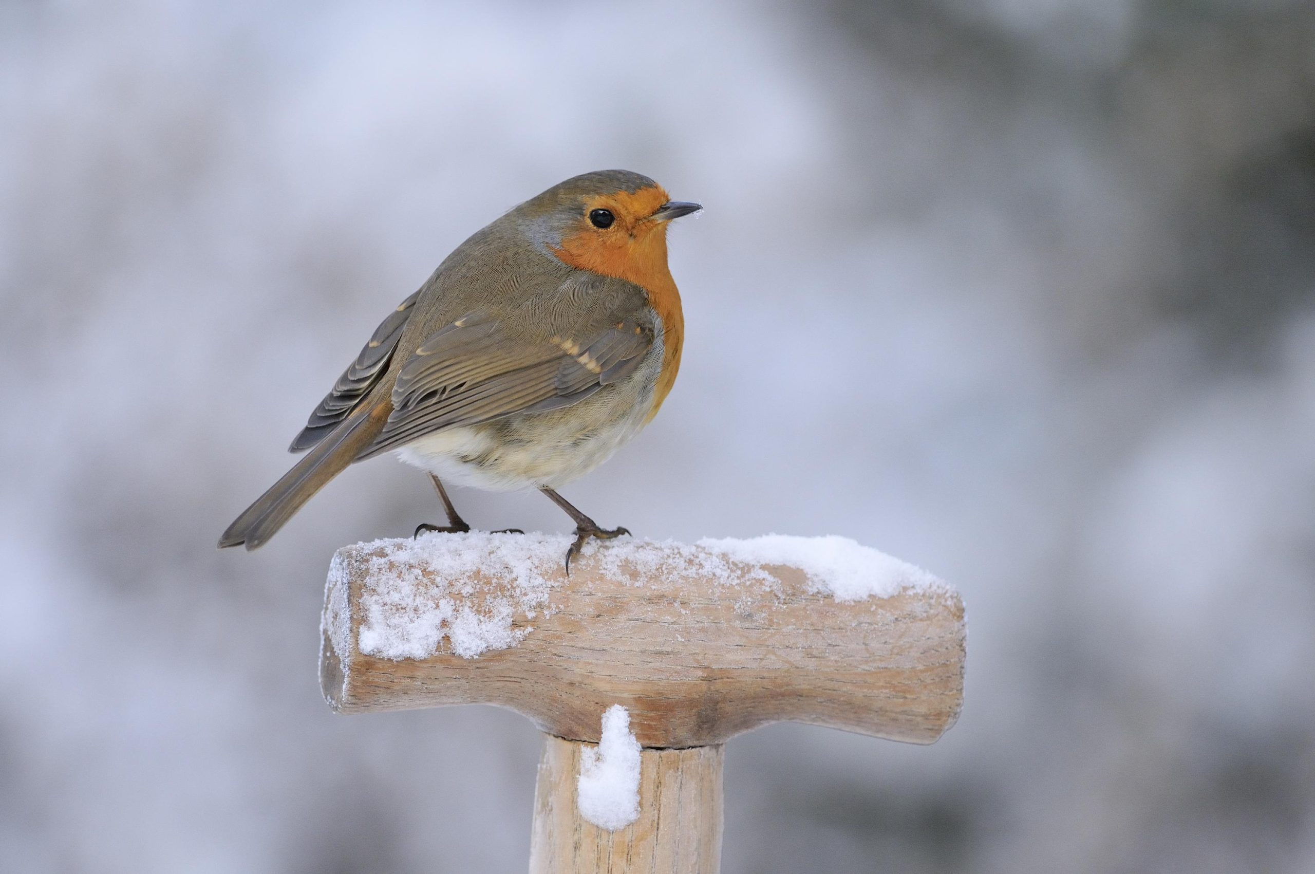 Scotland s Top 10 Winter Birds Where And When To See Them Scotland s Top 10 Winter Birds Where And When To See Them