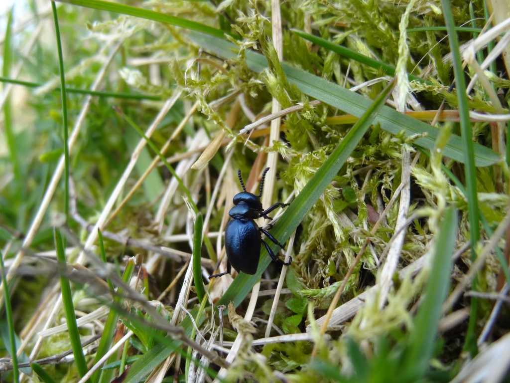 Join the hunt: Rare Scottish oil beetles need your eagle eyes